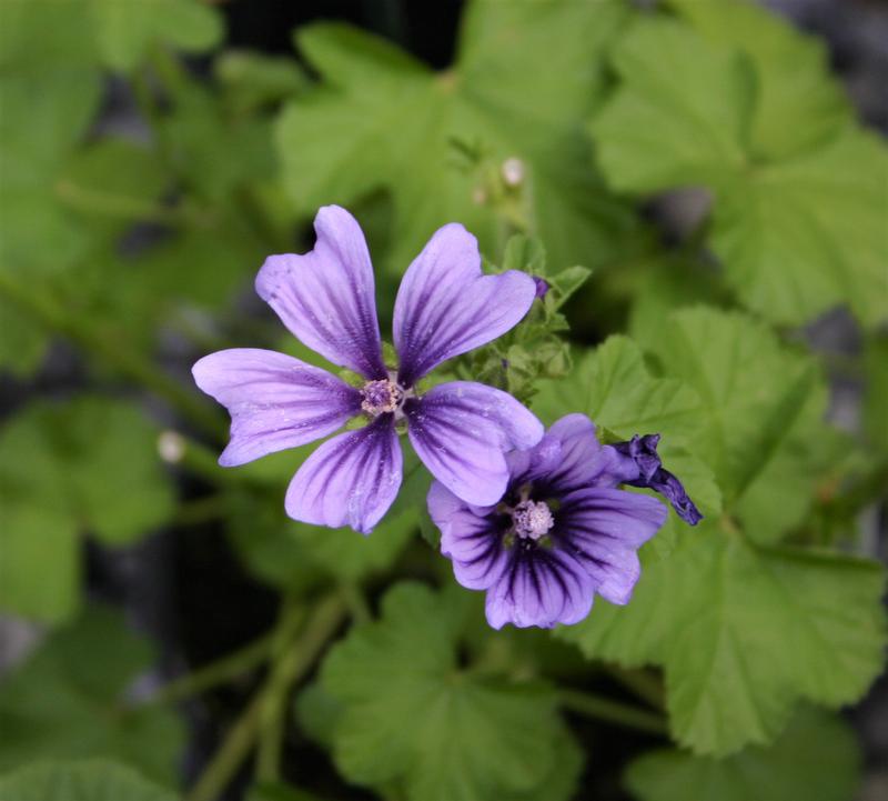 Malva Blue – Conlemany - Organic hair care from nature